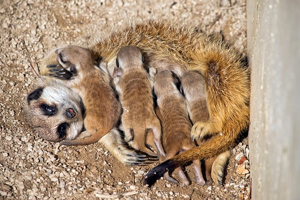 10 Essential Facts About Meerkats - A-Z Animals