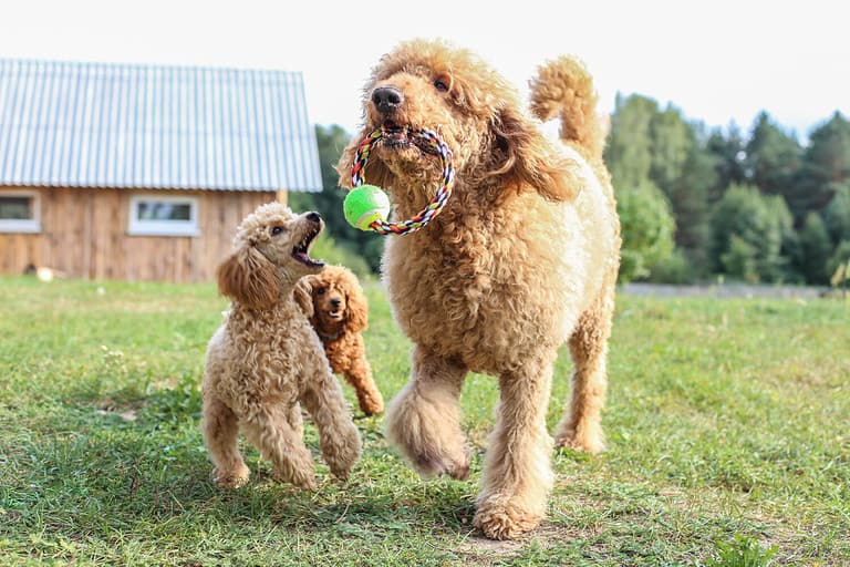 Poodles as Hunting Dogs: 7 Pros and Limitations to Know - A-Z Animals