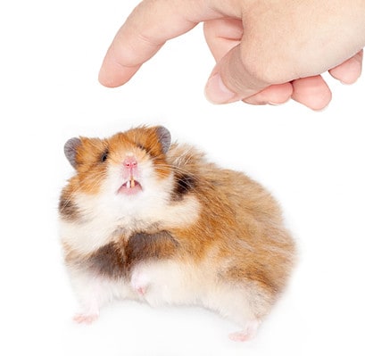 10 Essential Facts About Syrian Hamsters - A-Z Animals