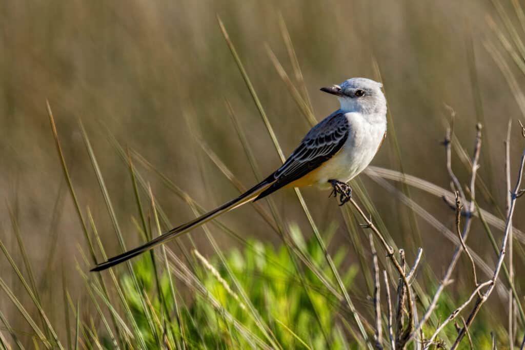 Scissor-tailed Flycatcher Bird Facts - Tyrannus forficatus - A-Z Animals