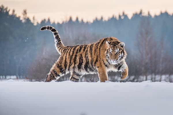 The Strongest Cats on Earth Radiate Power - A-Z Animals Slideshows