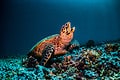 The Mating Rituals of Turtles: From Courtship to Delivery - A-Z Animals
