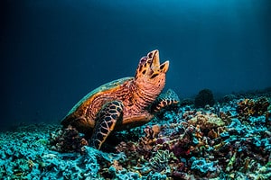 The Mating Rituals of Turtles: From Courtship to Delivery - A-Z Animals