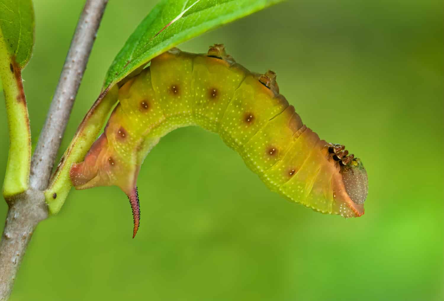 22 Caterpillars Found in Virginia (7 Are Venomous or Poisonous) - A-Z ...