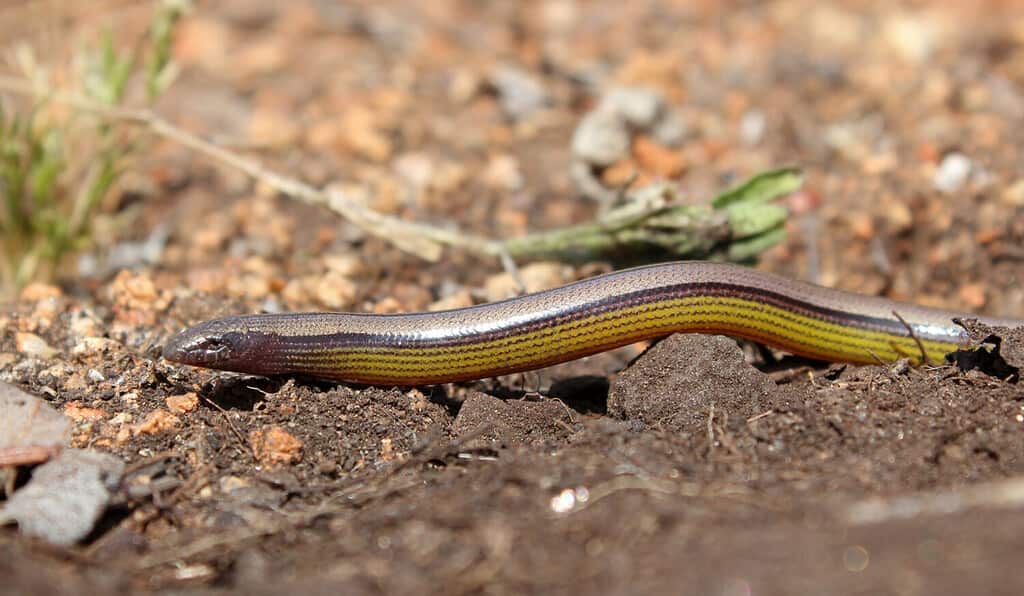 Discover the 12 Smallest Reptiles Living in the U.S. Today - A-Z Animals