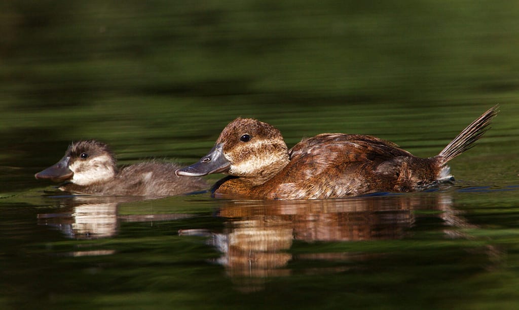 Ruddy Duck Bird Facts - Oxyura jamaicensis - A-Z Animals