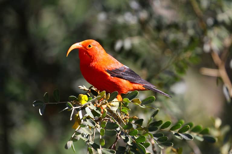 24 Endemic Species You'll Only Find in One Place on Earth - A-Z Animals