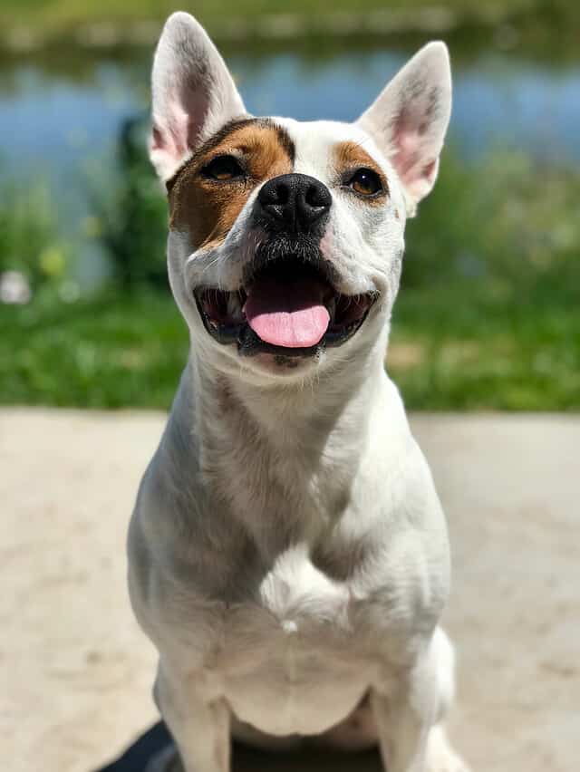 45 Incredible Pit Bull Mix Breeds