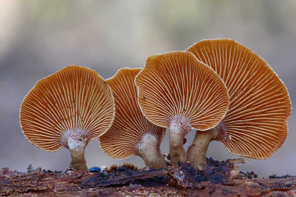 11 Mushrooms that Glow in the Dark - A-Z Animals