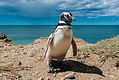 Why Dindim the Penguin Kept Returning to the Man Who Saved Him - A-Z ...