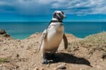 Why Dindim the Penguin Kept Returning to the Man Who Saved Him - A-Z ...