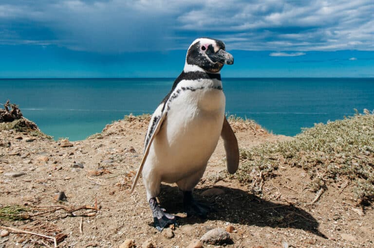 Magellanic Penguin Animal Facts - Spheniscus magellanicus - A-Z Animals