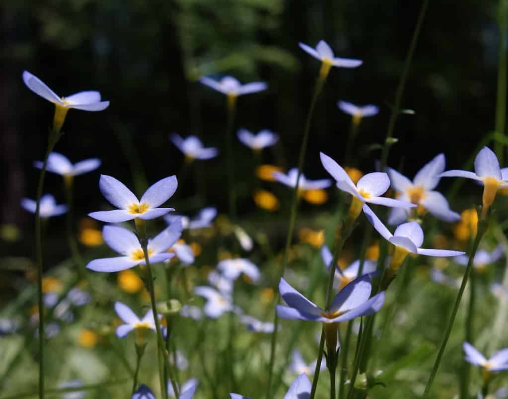 15 Gorgeous Flowers That Start with Q - A-Z Animals
