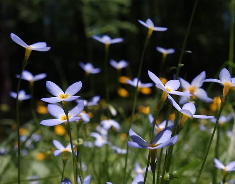 15 Gorgeous Flowers That Start with Q - A-Z Animals