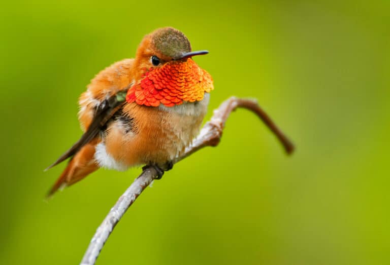 Discover When Hummingbirds Are Set to Flee Connecticut (and Where They ...