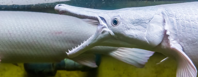 Alligator Gars: From Ancient Relics to Modern-Day Marvels - A-Z Animals