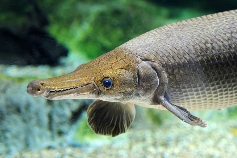 50 of the Biggest Fish Ever Caught In the USA - A-Z Animals