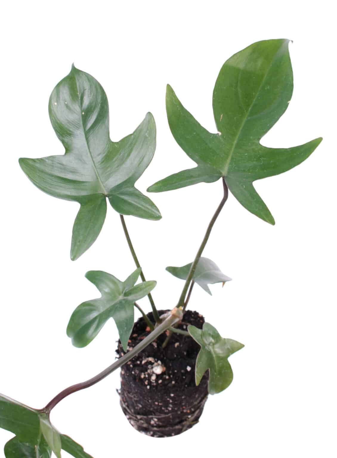 The 17 Best Types of Philodendrons to Liven Up Any House - A-Z Animals