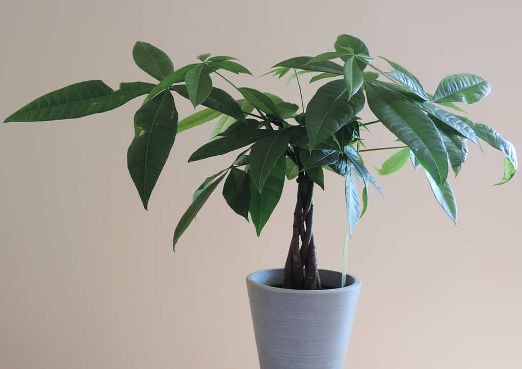 Money Tree: Meaning, Symbolism, and Significance - A-Z Animals