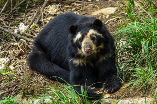 See the Absolutely Gargantuan Bear Wildlife Experts Just Captured Near ...