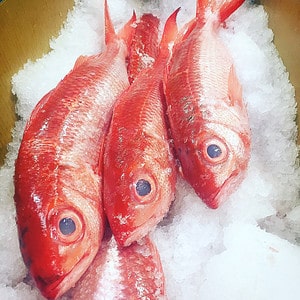 Explore 39 Fish That Start With The Letter "Q." - A-Z Animals