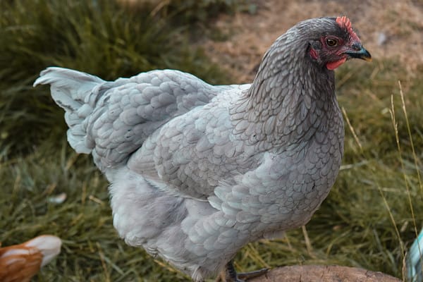 Jersey Giant Chicken: Characteristics, Egg Production, Price, and More ...