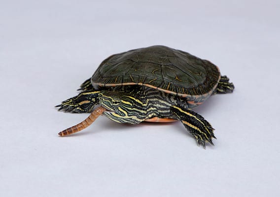 Turtle Prices 2023: Purchase Cost by Type, Plus Supplies
