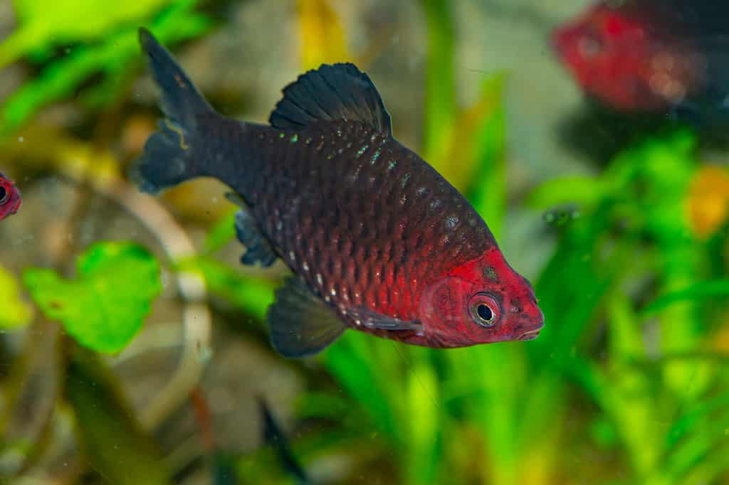 The 15 Best Tank Mates to Pair With Rainbow Sharks - A-Z Animals
