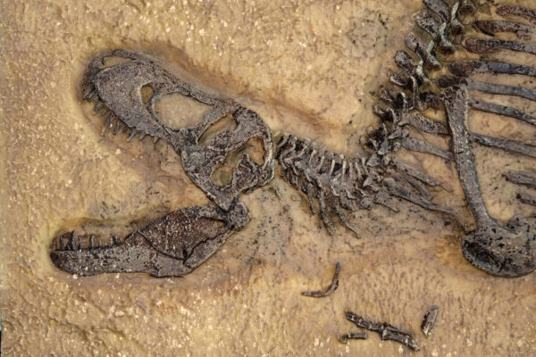 Discover the Biggest T-Rex Ever Found - A-Z Animals