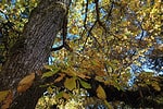 The 15 Most Iconic Trees Native to Missouri - A-Z Animals