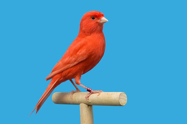 Canary Colors: Most Common to Rarest - A-Z Animals