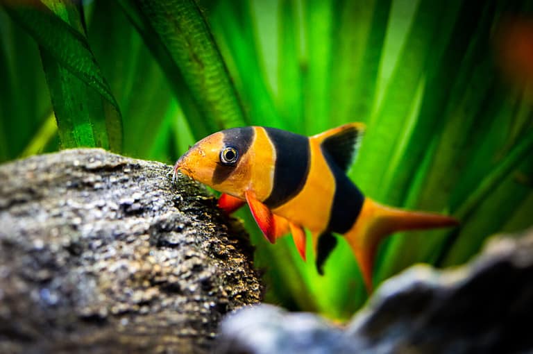The 15 Best Tank Mates to Pair With Red Tail Sharks - A-Z Animals
