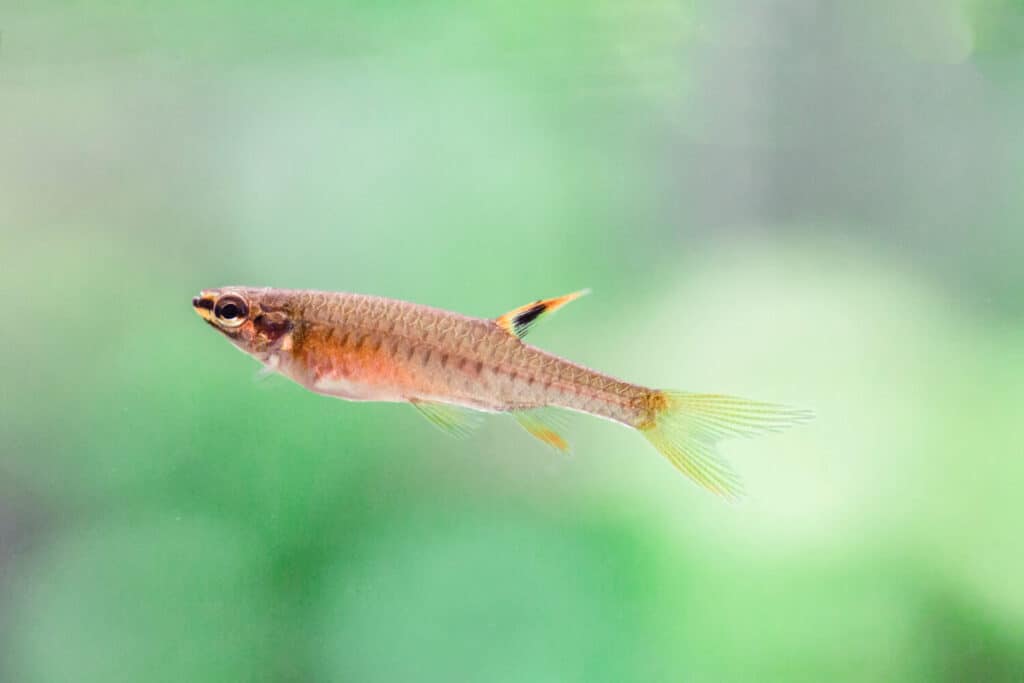 The Incredible Leaping Fish That Lay Eggs Out of Water - A-Z Animals