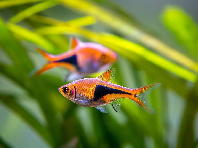 The 15 Best Tank Mates to Pair With Red Tail Sharks - A-Z Animals