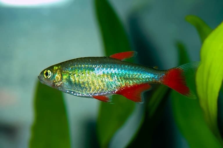 Discover 10 of the Most Popular Types of Tetra Fish - A-Z Animals