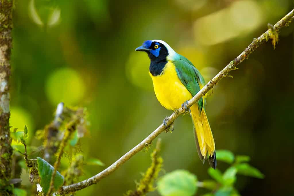 Discover 15 Dazzling Birds That Start With I - A-Z Animals