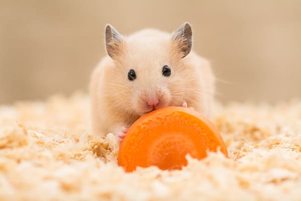10 Essential Facts About Syrian Hamsters - A-Z Animals