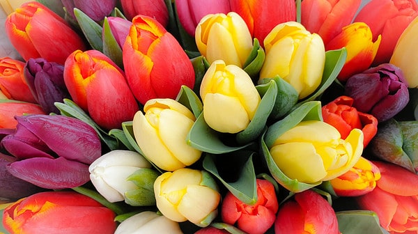 14 Beautiful Flowers That Symbolize Gratitude and Say 'Thank You' - A-Z ...