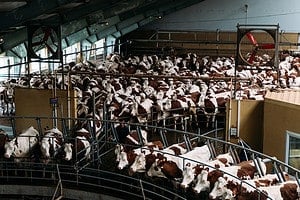 The Hidden Dangers of Factory Farming for Animals and Consumers - A-Z ...