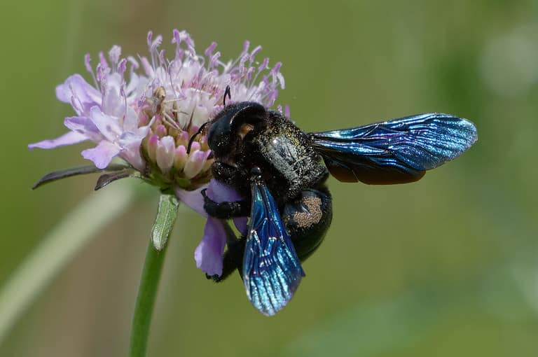 Discover 4 Different Colors Of Bees (Most Common to Rarest) - A-Z Animals