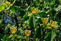 The 23 Most Iconic Trees Native to Indiana - A-Z Animals