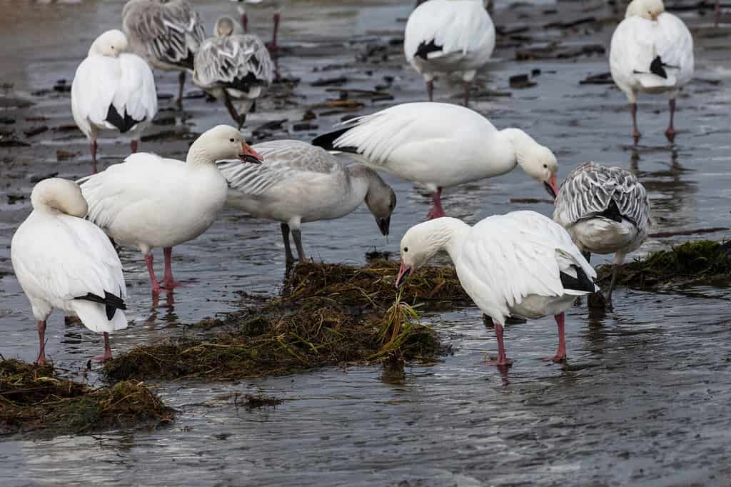 Snow Goose Animal Facts - Anser caerulescens - A-Z Animals