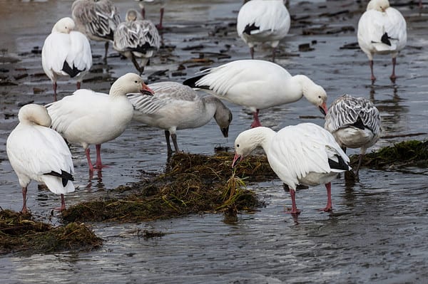 Snow Goose Animal Facts - Anser caerulescens - A-Z Animals