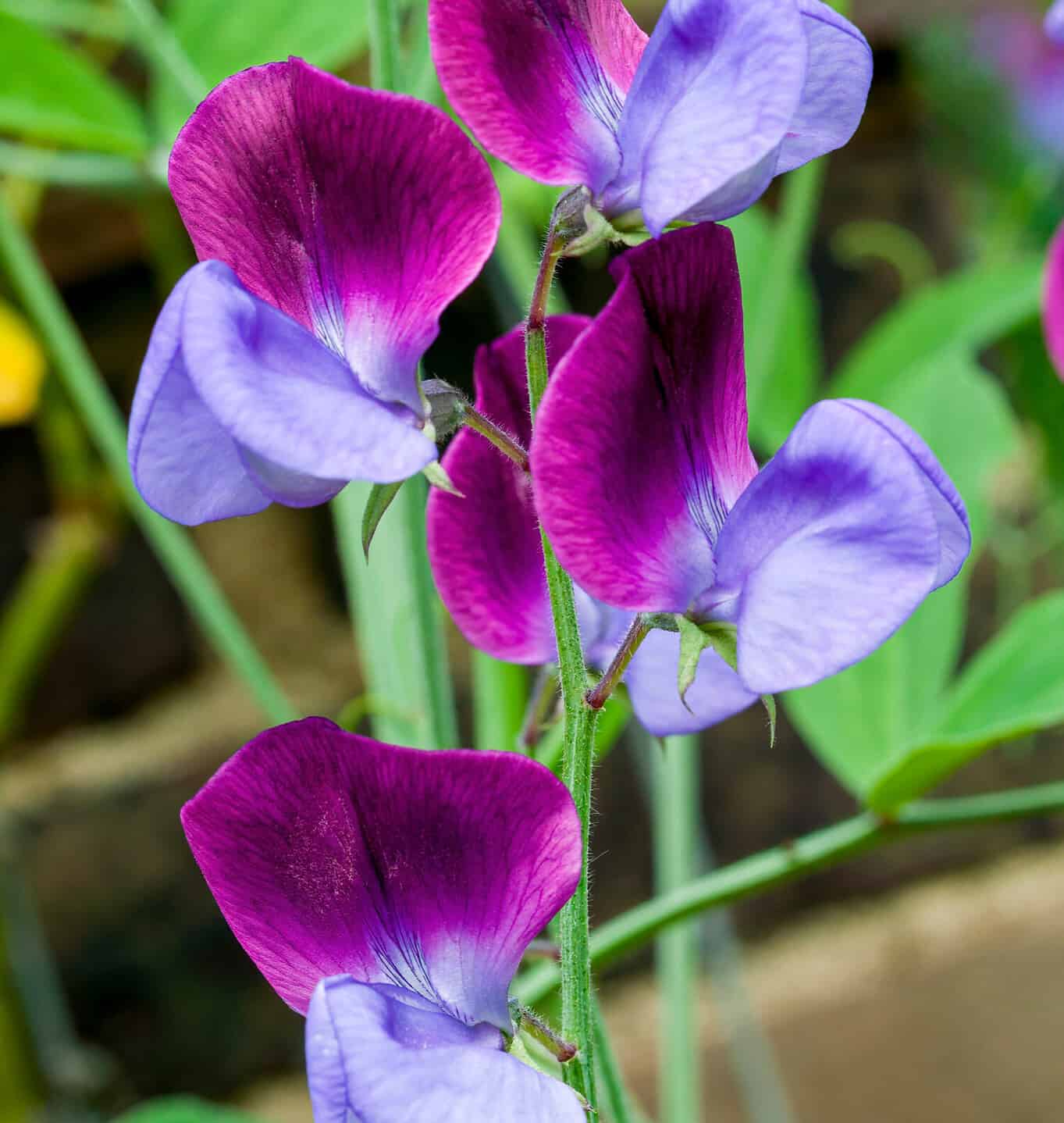 15 Gorgeous Flowers That Symbolize Forgiveness - A-Z Animals