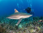 Discover the 7 Sharks Found in Bora Bora - A-Z Animals