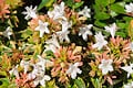 The 16 Best Shrubs to Plant in Texas (From Evergreen to Deciduous!) - A ...