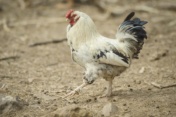 The Ultimate Delaware Chicken Guide: Everything You Need to Know From ...
