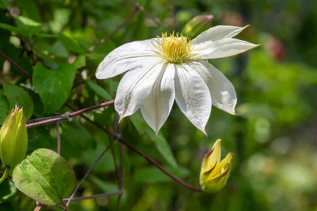 Discover 22 Vines That Produce Beautiful White Flowers - A-Z Animals