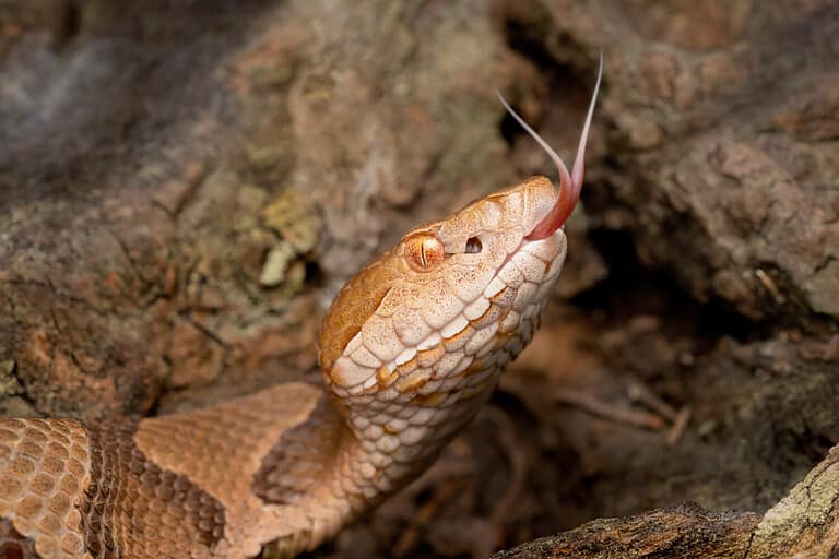 Can Snakes Smell to Know What is Around Them? - A-Z Animals