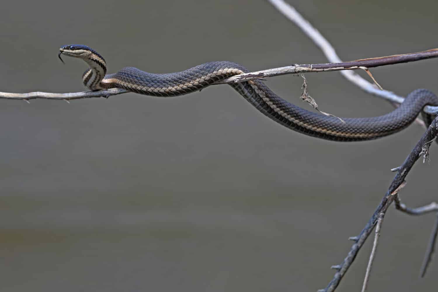 Discover 6 Snakes You Might Encounter at Lake Anna - A-Z Animals
